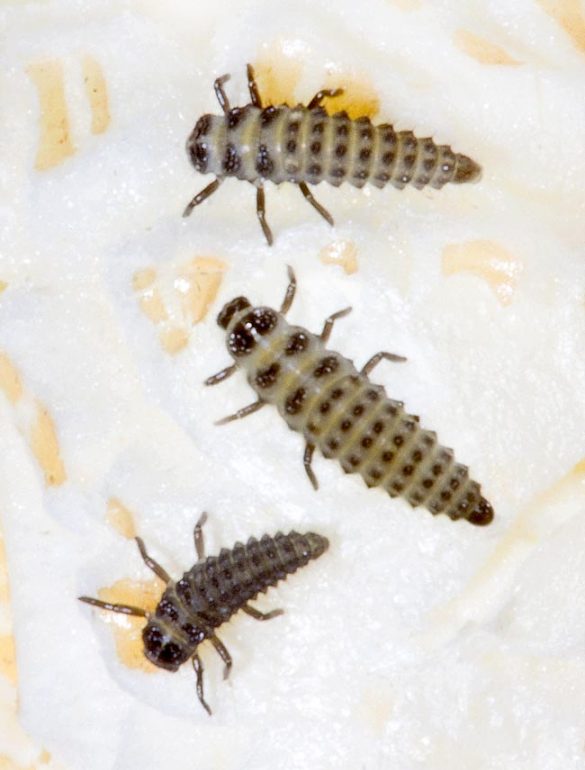 Adalia bipunctata - Monaco Nature Encyclopedia