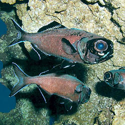 Anomalops katoptron - Monaco Nature Encyclopedia