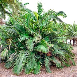 Arenga engleri - Monaco Nature Encyclopedia
