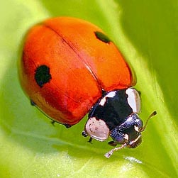 Adalia bipunctata - Monaco Nature Encyclopedia