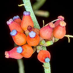 Dischidia cochleata - Monaco Nature Encyclopedia