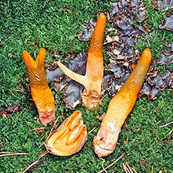 Mutinus elegans - Monaco Nature Encyclopedia