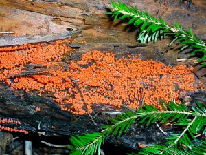 Trichia decipiens - Monaco Nature Encyclopedia