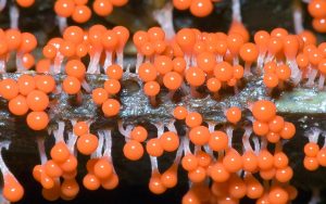 Trichia decipiens - Monaco Nature Encyclopedia