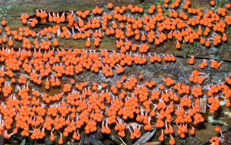 Trichia decipiens - Monaco Nature Encyclopedia