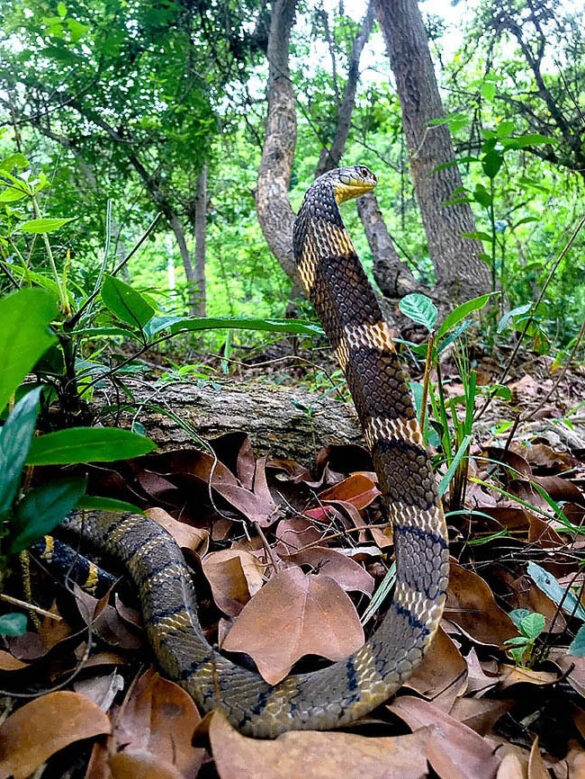 Ophiophagus hannah - Monaco Nature Encyclopedia