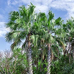 Hyphaene petersiana - Monaco Nature Encyclopedia