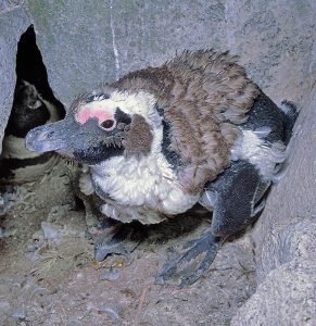 Spheniscus demersus - Monaco Nature Encyclopedia