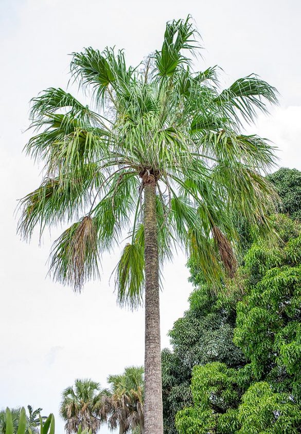 Livistona mariae - Monaco Nature Encyclopedia