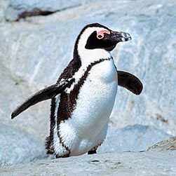 Sphenisciformes Archivi - Monaco Nature Encyclopedia