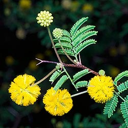 Acacia pinetorum - Monaco Nature Encyclopedia