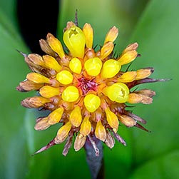 Aechmea calyculata - Monaco Nature Encyclopedia