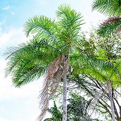 Syagrus oleracea - Monaco Nature Encyclopedia