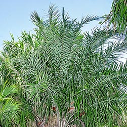 Syagrus picrophylla - Monaco Nature Encyclopedia