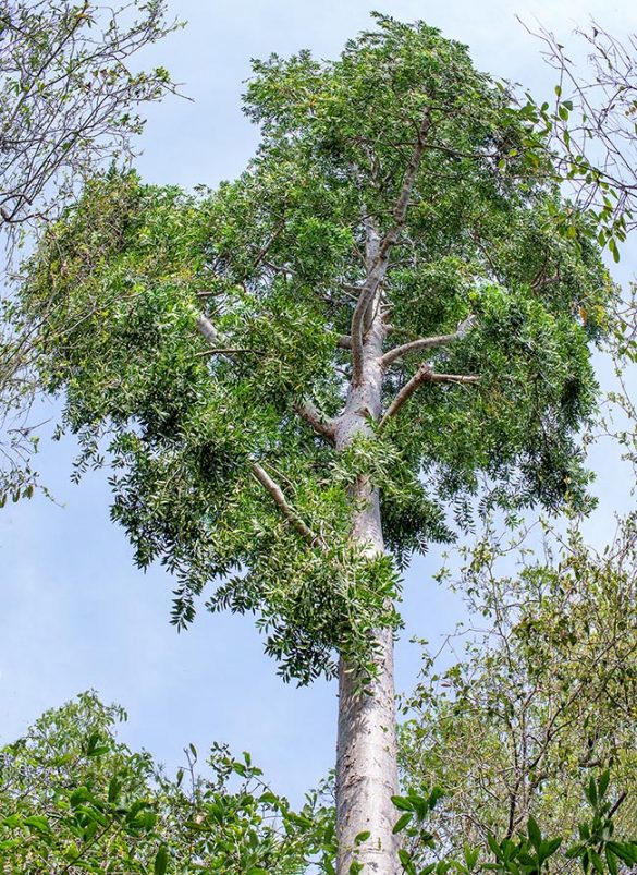 Agathis robusta - Monaco Nature Encyclopedia