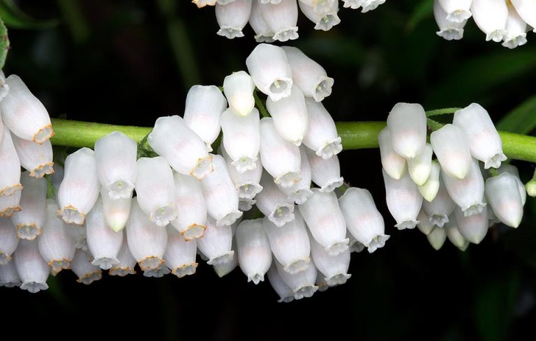 Agarista populifolia - Monaco Nature Encyclopedia