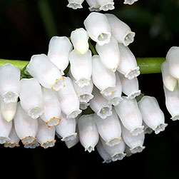 Agarista populifolia - Monaco Nature Encyclopedia