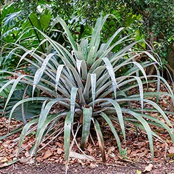 Alcantarea odorata - Monaco Nature Encyclopedia