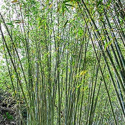 Bambusa oldhamii - Monaco Nature Encyclopedia