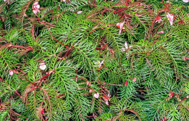 Begonia bipinnatifida - Monaco Nature Encyclopedia