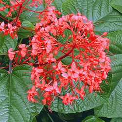 Clerodendrum speciosissimum - Monaco Nature Encyclopedia