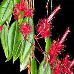 Columnea minor - Monaco Nature Encyclopedia