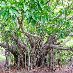 Ficus lutea - Monaco Nature Encyclopedia