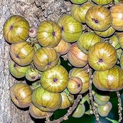 Ficus racemosa - Monaco Nature Encyclopedia