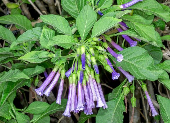 Iochroma cyaneum - Monaco Nature Encyclopedia