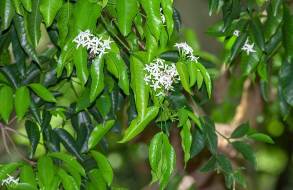 Kopsia arborea - Monaco Nature Encyclopedia