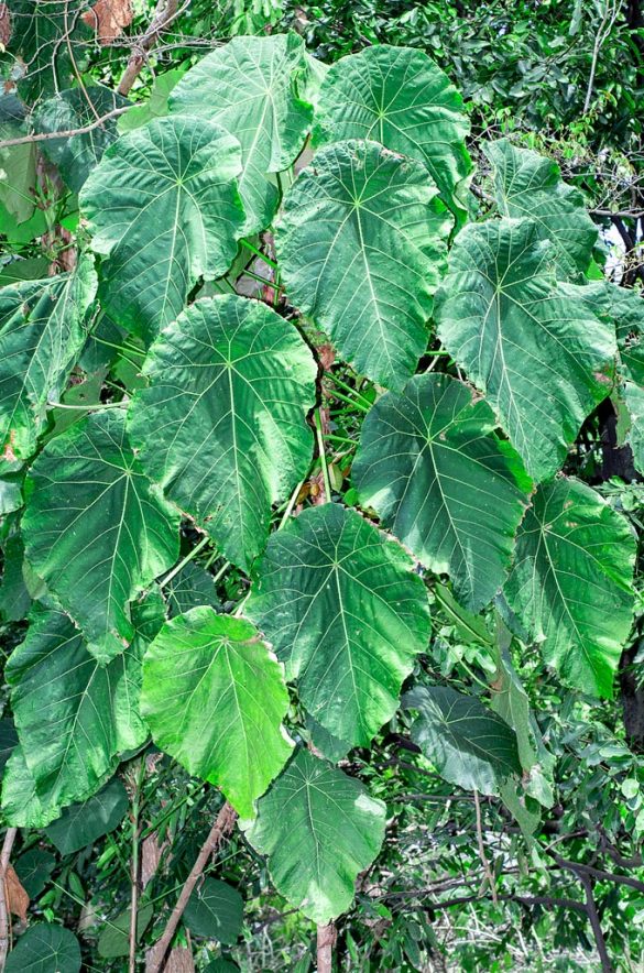 Macaranga grandifolia - Monaco Nature Encyclopedia