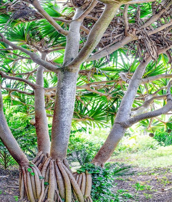 Pandanus utilis - Monaco Nature Encyclopedia