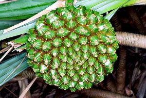 Pandanus utilis - Monaco Nature Encyclopedia