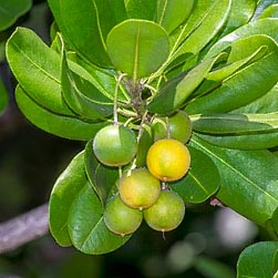 Mimusops coriacea - Monaco Nature Encyclopedia