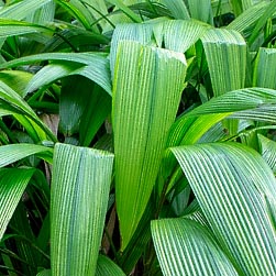 Molineria capitulata - Monaco Nature Encyclopedia