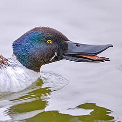 Anas clypeata - Monaco Nature Encyclopedia