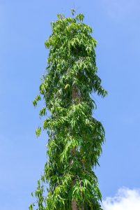 Polyalthia longifolia - Monaco Nature Encyclopedia