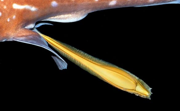 Hydrolagus colliei - Monaco Nature Encyclopedia