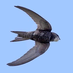 Apus apus - Monaco Nature Encyclopedia