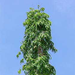 Polyalthia longifolia - Monaco Nature Encyclopedia