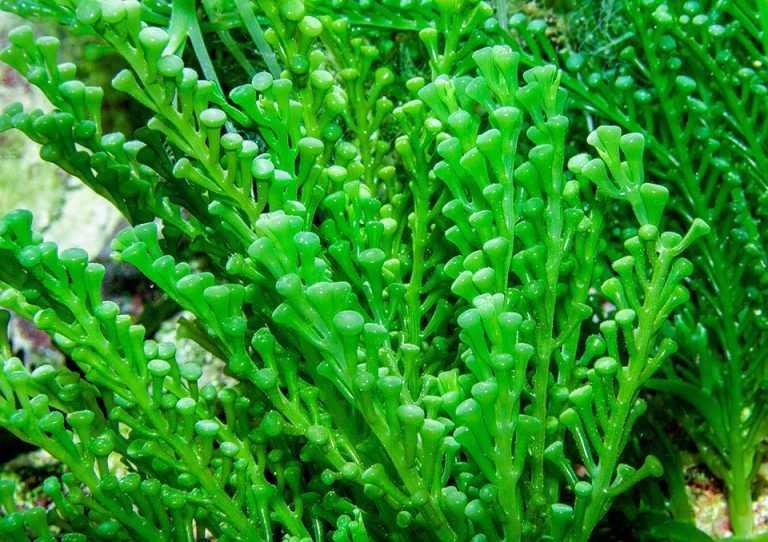 Caulerpa racemosa - Monaco Nature Encyclopedia