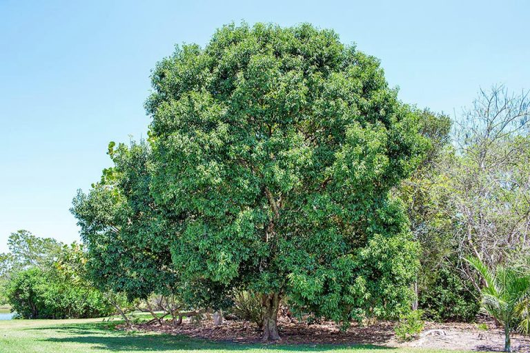 Sideroxylon foetidissimum - Monaco Nature Encyclopedia