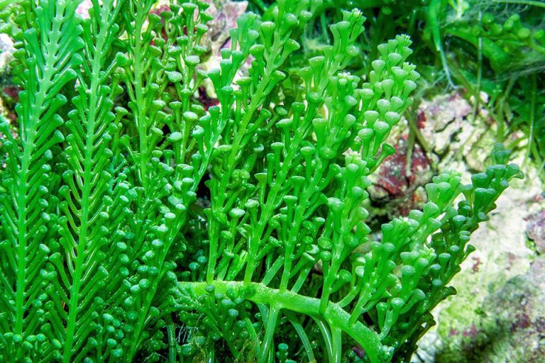 Caulerpa racemosa - Monaco Nature Encyclopedia