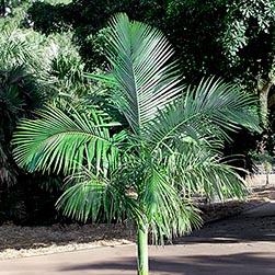 Archontophoenix myolensis - Monaco Nature Encyclopedia
