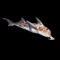 Callorhinchus milii - Monaco Nature Encyclopedia