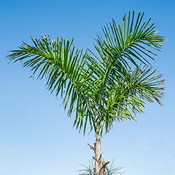 Gaussia maya - Monaco Nature Encyclopedia