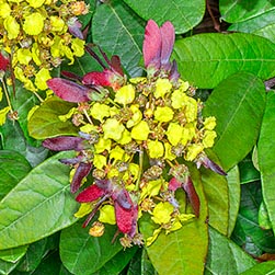 Stigmaphyllon emarginatum - Monaco Nature Encyclopedia