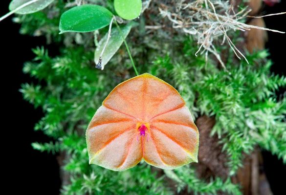 Lepanthes telipogoniflora - Monaco Nature Encyclopedia