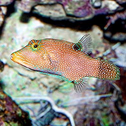 Tetraodontiformes Archivi - Monaco Nature Encyclopedia