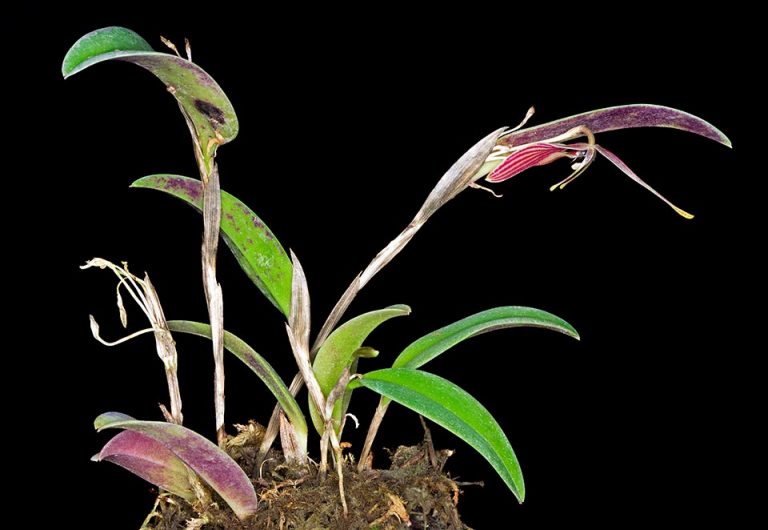Restrepia limbata - Monaco Nature Encyclopedia